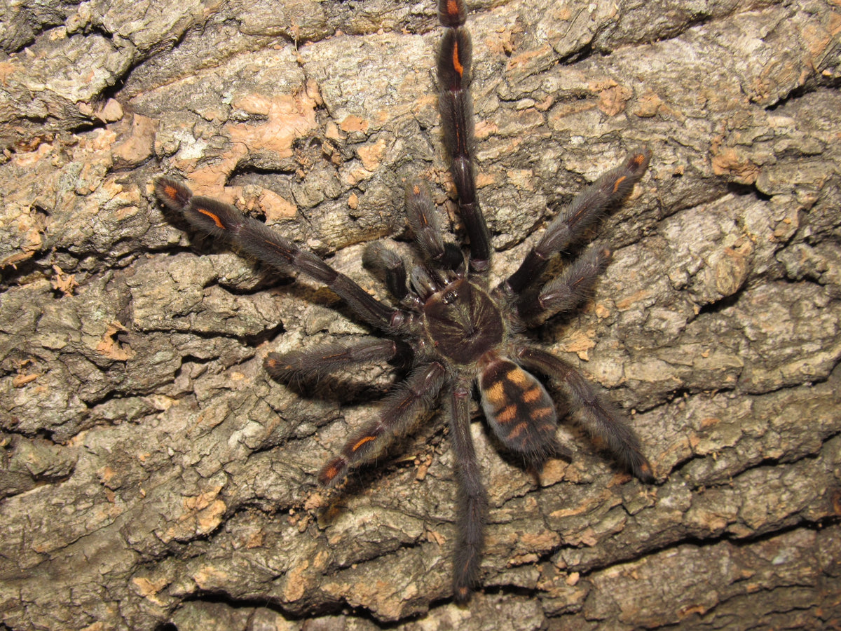 Psalmopoeus Irminia Venezuelan Sun Tiger For Sale Wicked Webz